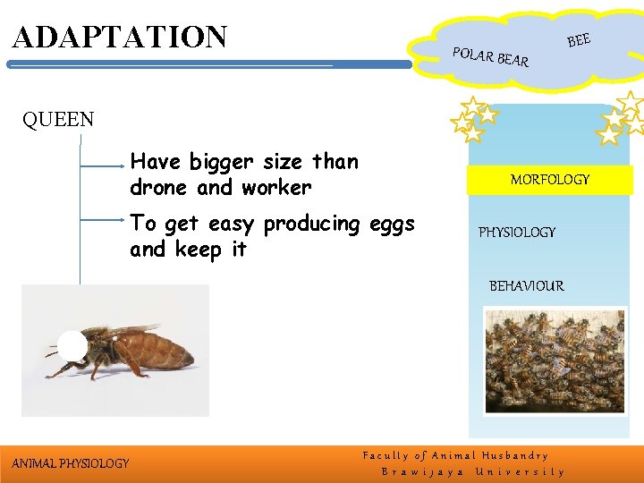ADAPTATION BEE POLAR BEA R MORFOLOGY PHYSIOLOGY BEHAVIOUR