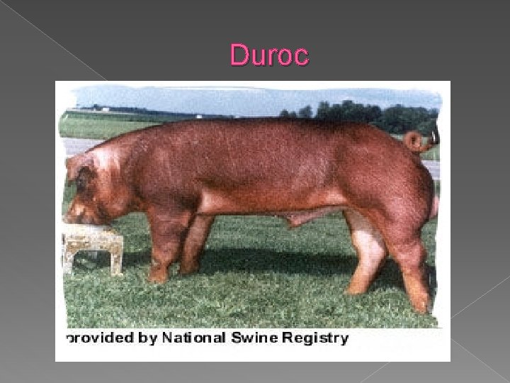 Breeds of Livestock Fall 2009 Breed Animals of
