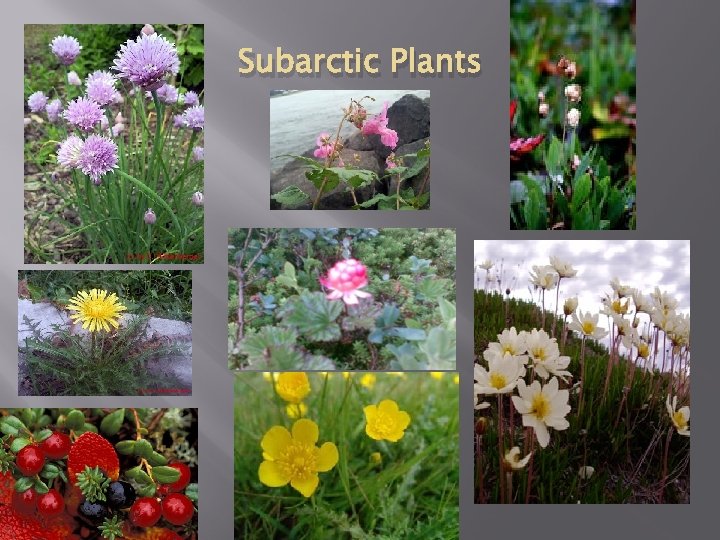 SUBARCTIC Moose Hide The peoples of the subarctic