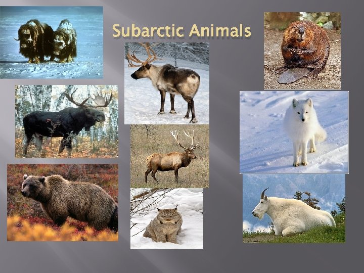 SUBARCTIC Moose Hide The peoples of the subarctic