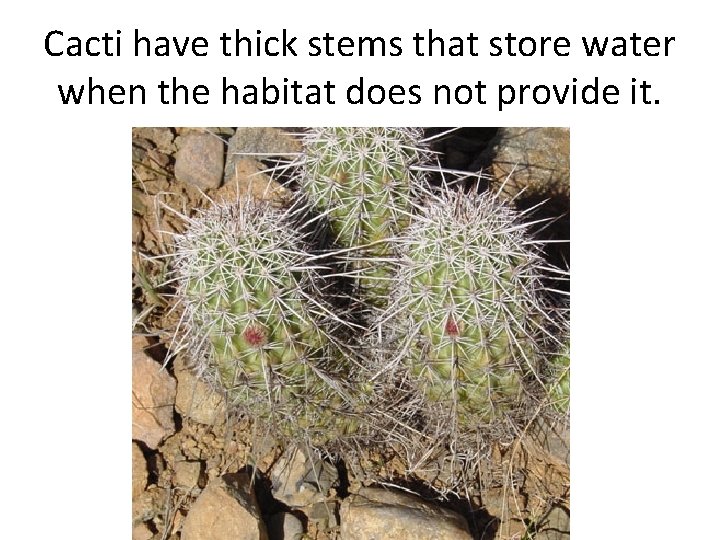 Plant Adaptations Roots The purpose of the roots