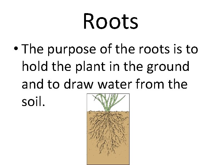 Plant Adaptations Roots The purpose of the roots