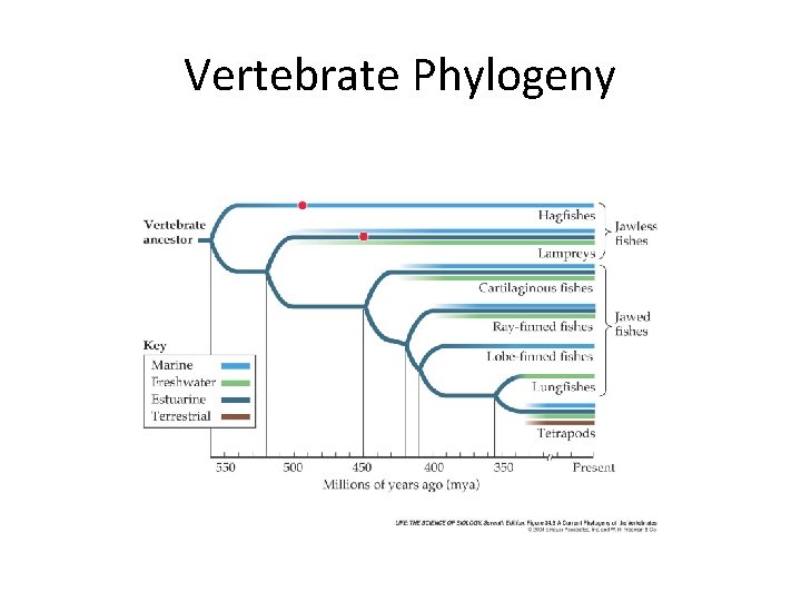Phylum Chordata Vertebrata The Vertebrates Characteristics of Vertebrates
