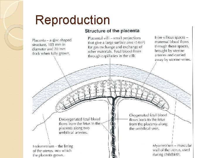 DP Biology Unit 11 4 part 2 Fertilization