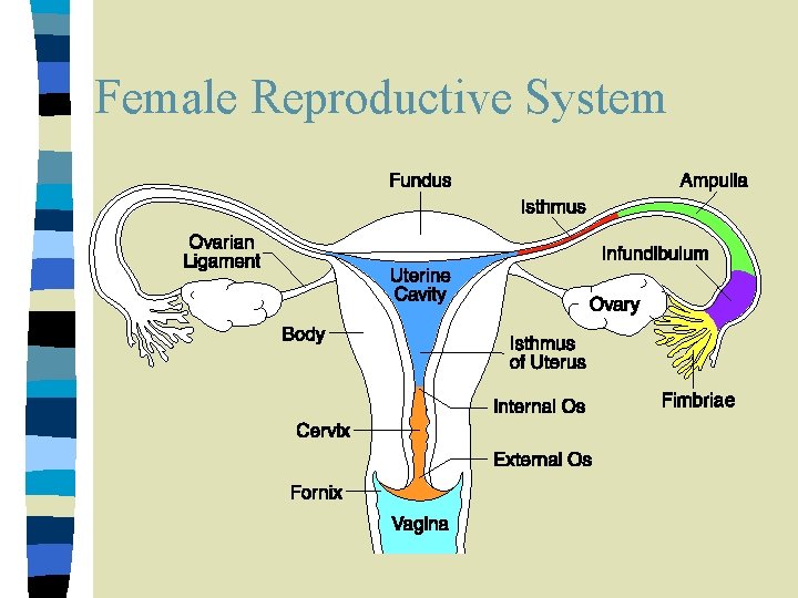 Gynecology External Genitalia External Genitalia Vulva n n
