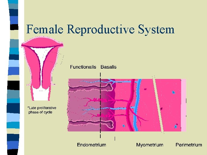 Gynecology External Genitalia External Genitalia Vulva n n