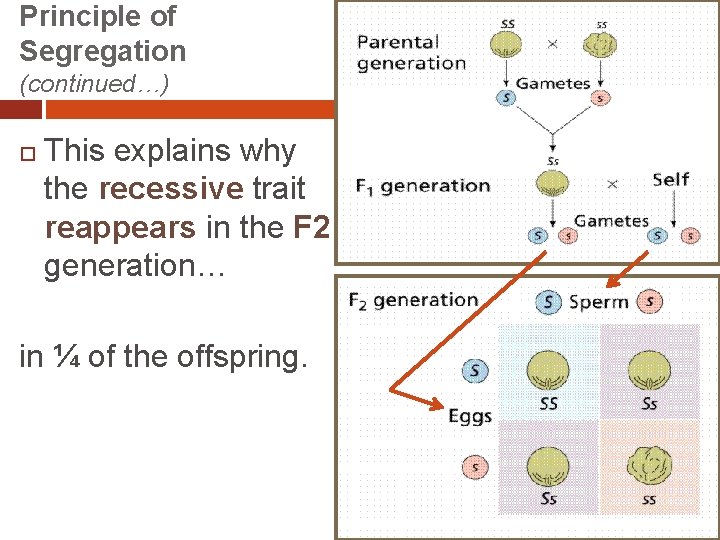 Genetics Vocabulary Gene A section of DNA that