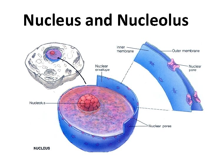 Section 2 Inside the Eukaryotic Cells Biology Cell
