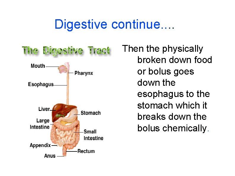 The Digestive System The function m The function