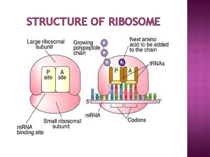 INTRODUCTION AND HISTORY Ribosomes were first observed as