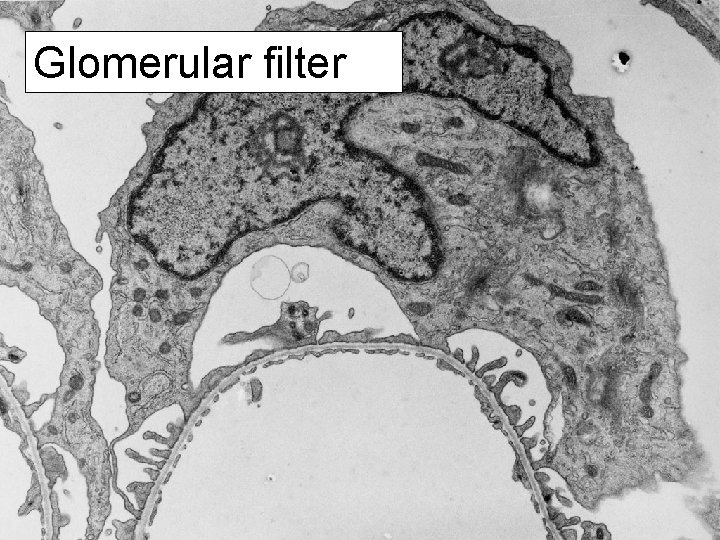 Histology of the urinary tract Dr Stuart Brown