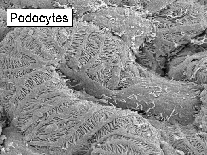 Histology of the urinary tract Dr Stuart Brown