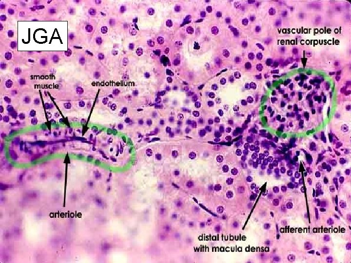 Histology of the urinary tract Dr Stuart Brown