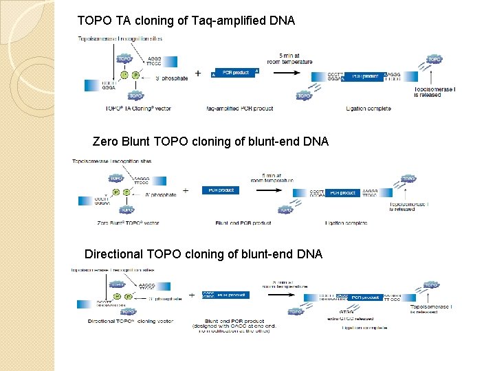 TOPO CLONING By Idiatu Balogun INTRODUCTION The structure