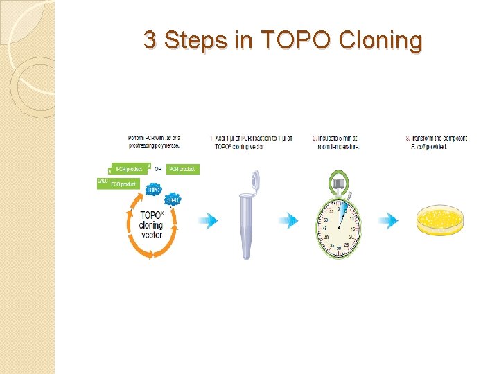 TOPO CLONING By Idiatu Balogun INTRODUCTION The structure