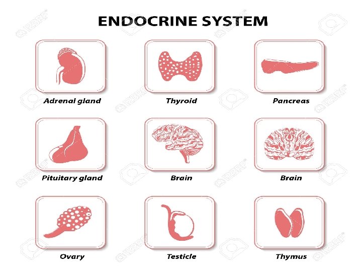 Il sistema endocrino Le ghiandole endocrine Le principali