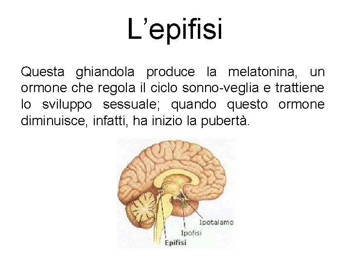 Il sistema endocrino Le ghiandole endocrine Le principali