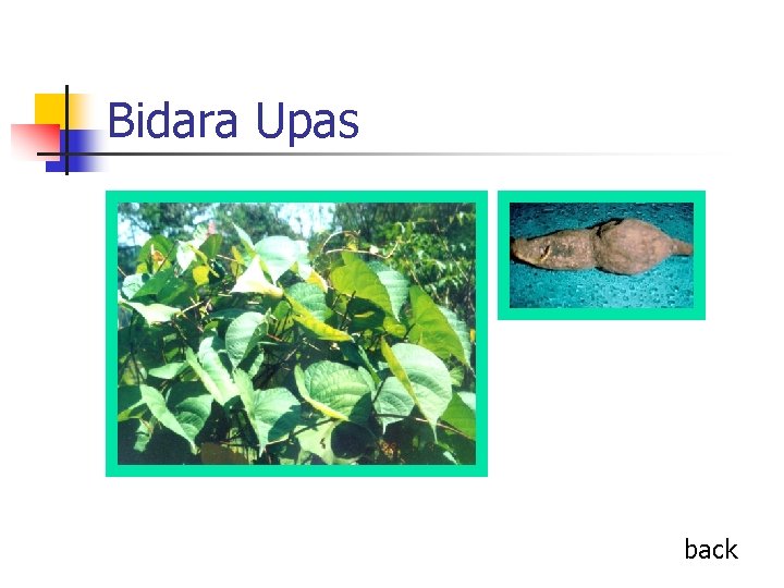 Mengenal Tanaman Obat Untuk Penyakit Kanker Kanker adalah