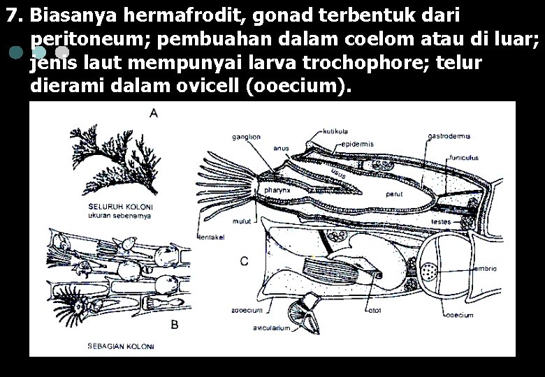 FILUM BRYOZOA Menjelaskan morfologi anatomi reproduksi daur hidup