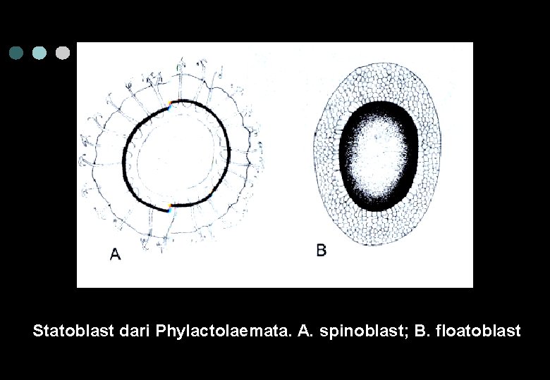FILUM BRYOZOA Menjelaskan morfologi anatomi reproduksi daur hidup