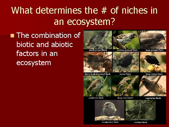 What shapes an ecosystem TSW identify and describe