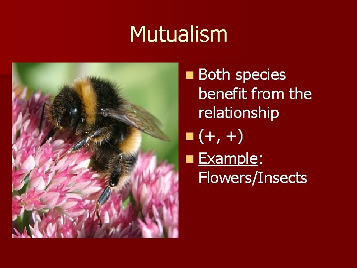 What shapes an ecosystem TSW identify and describe