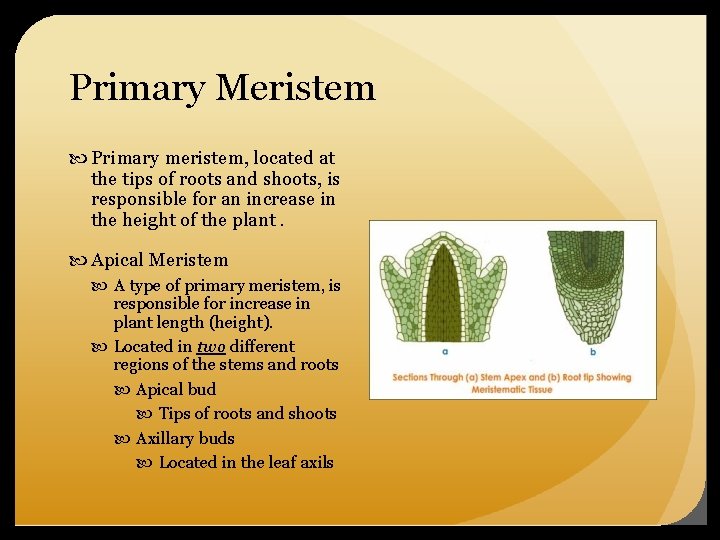 Plant Tissue Packet 51 Chapter 35 Plants Introduction