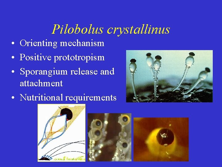 Ecological roles of fungi include saprobic species for