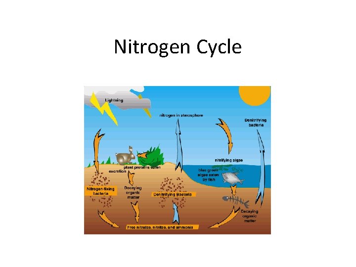 Biocycles Water Cycle Nitrogen Cycle Why Nitrogen The