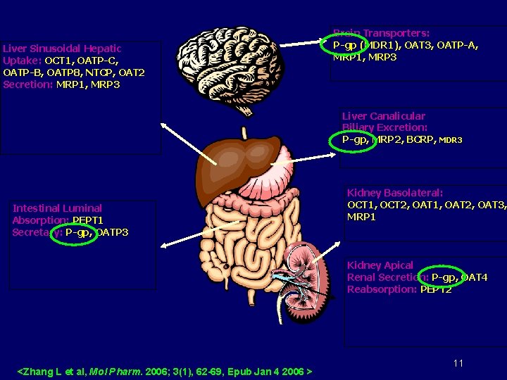 Transporters and Their Role in Drug Interactions 1