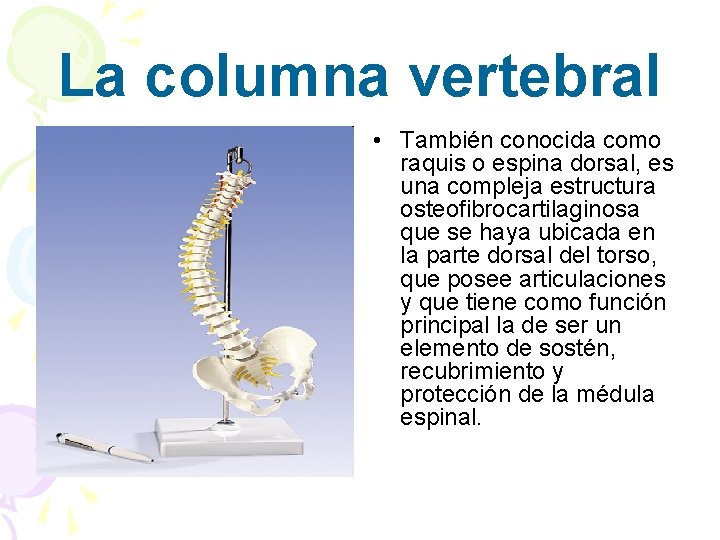 Lesiones en la zona lumbar a nivel muscular