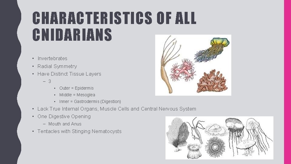 CNIDARIA WHAT MAKES AN CNIDARIAN COMPLETE THE FIRST