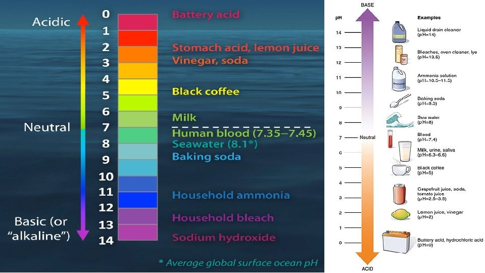 Acids Bases and Salts The p H Scale