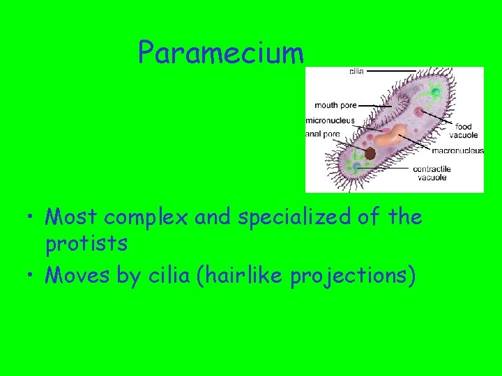 Objective 1 1 Compare the structures and life