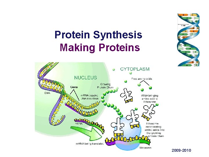 Protein Synthesis Making Proteins 2009 2010 Cell organization
