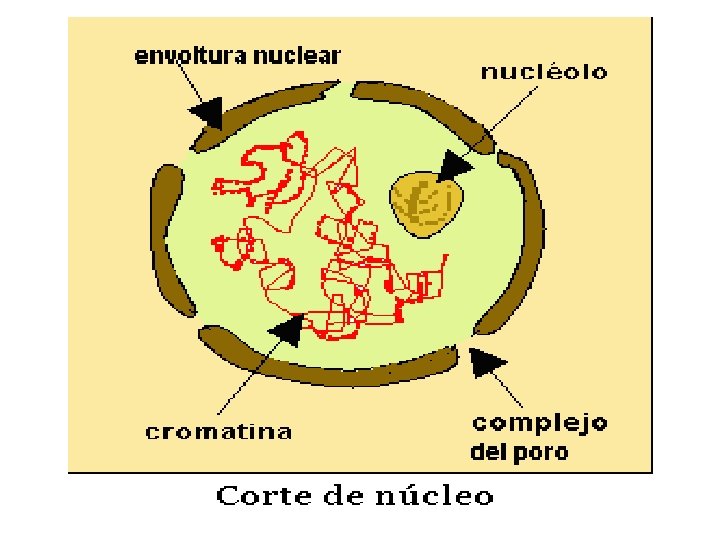 CITOGENTICA Ciencia biolgica que se encarga del estudio