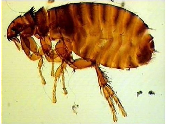 Class Insecta Order Siphonaptera Fleas Distribution Disease Morphology
