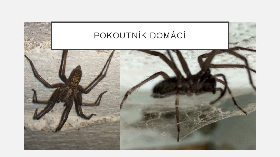 PRO TY KTE DNES NEBYLI NA ONLINE HODIN