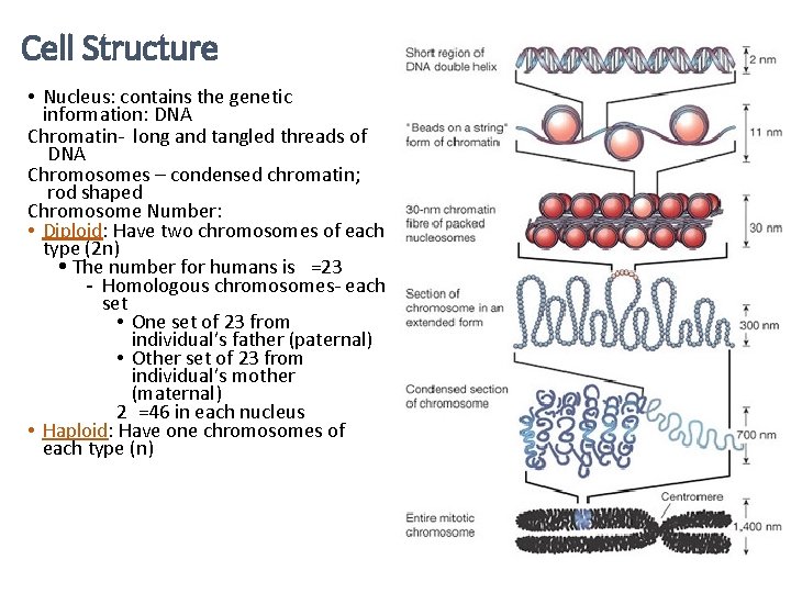 The Cell Cycle Chapter 9 BIOL 1000 Dr