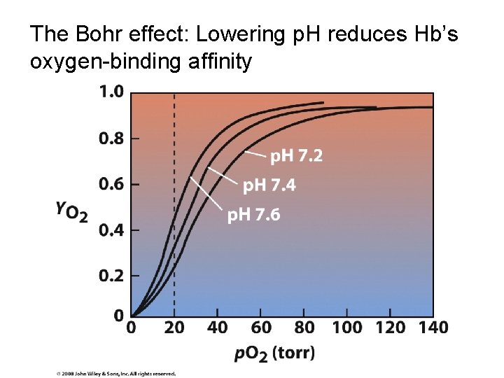 Modulators effectors influence oxygen binding to hemoglobin Positive