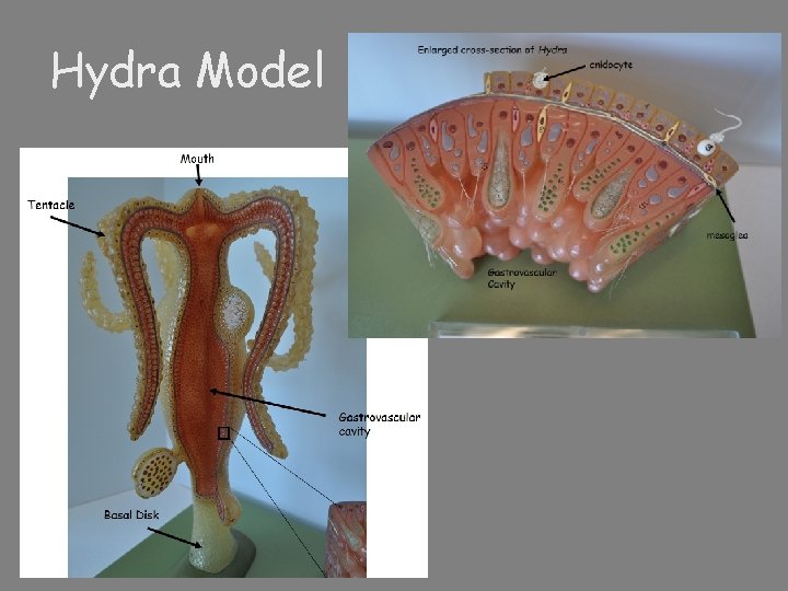 The Acoelomate Invertebrates BSC 2011 L Kingdom Animalia