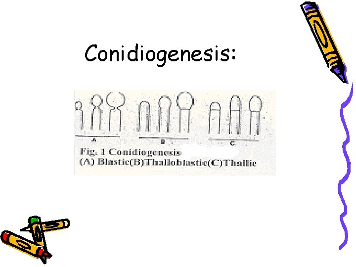 PROF SYED QAISER ABBAS EXChairman Department of Botany
