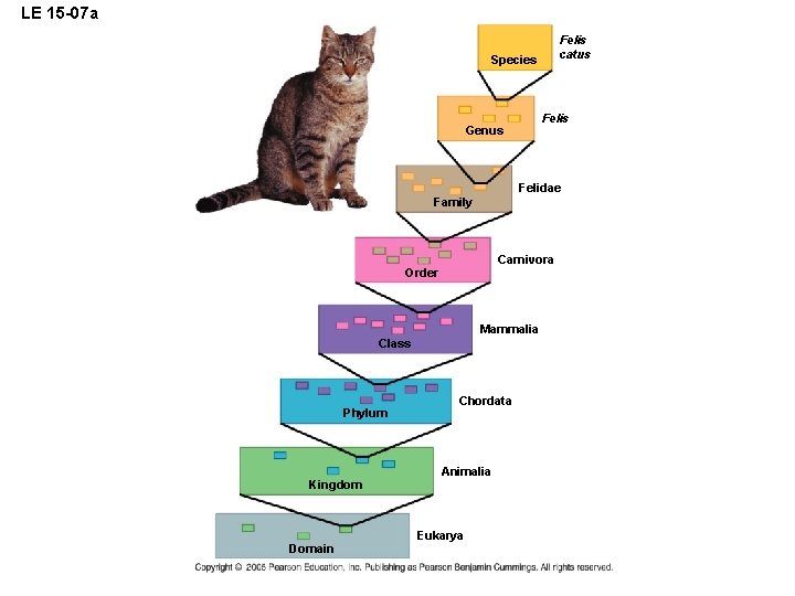 Chapter 15 Tracing Evolutionary History Are Birds Really