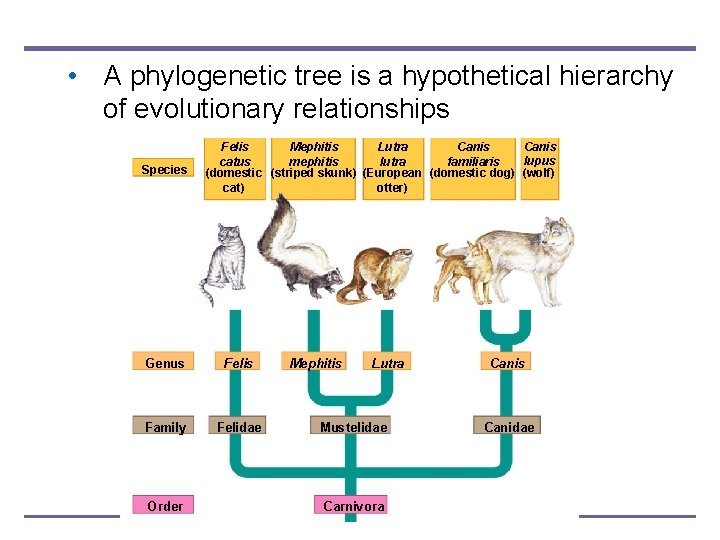 Chapter 15 Tracing Evolutionary History Are Birds Really