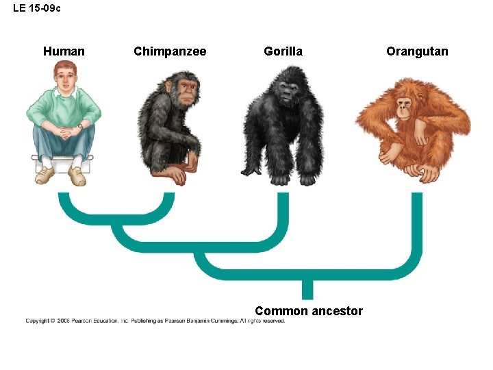 Chapter 15 Tracing Evolutionary History Are Birds Really