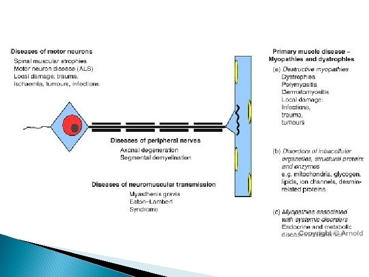 NEUROMUSCULAR DISORDERS What is a neuromuscular disorder A
