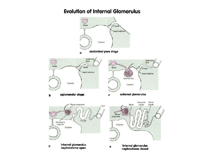 Excretory Systems Kidneys and their ducts Homeostatic hormones