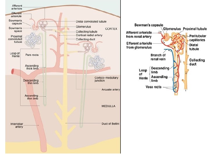 Excretory Systems Kidneys and their ducts Homeostatic hormones