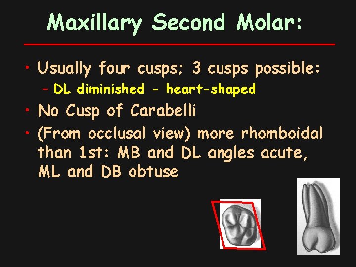 Molar Review Maxillary Molars Three roots L MB