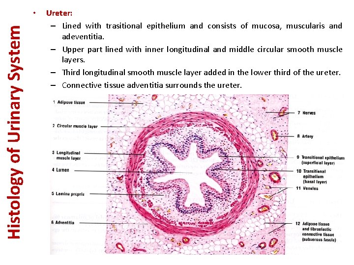 Kingdom of Bahrain Arabian Gulf University College of